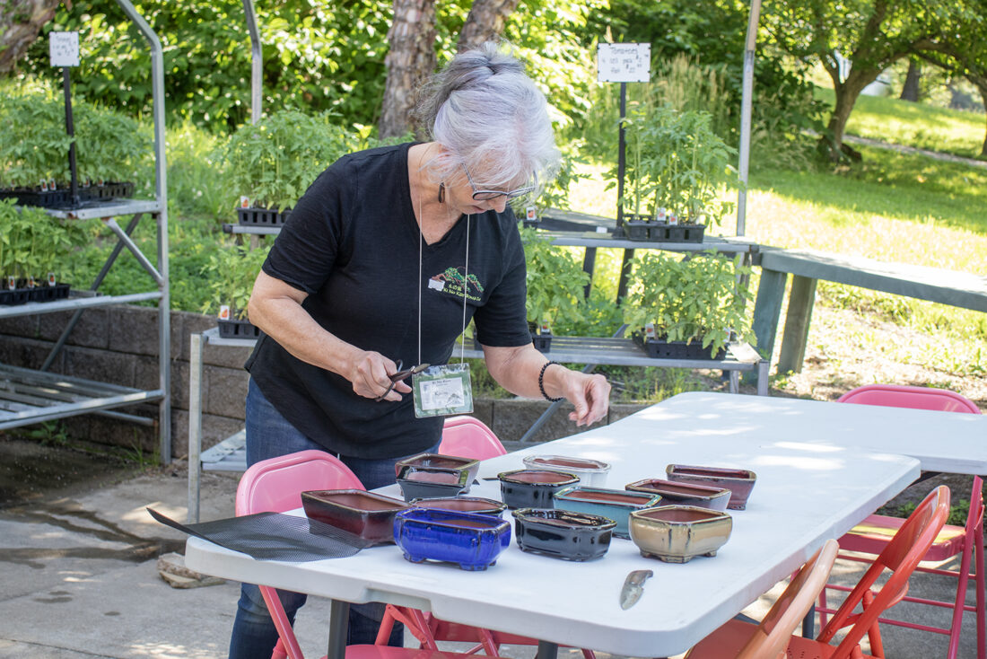 Ki No Kaze Bonsai Club hosts hands-on workshop at Scot’s Marketplace ...